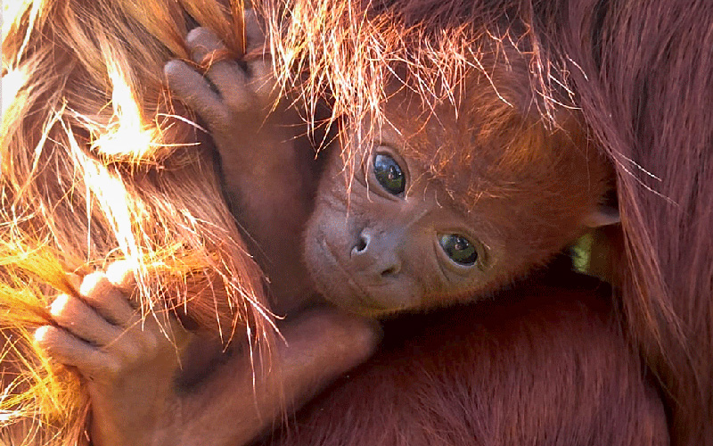 Planète Sauvage : naissance d’un singe hurleur roux
